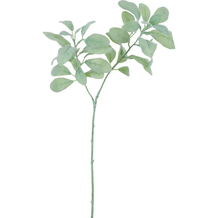 Lambs Ear Branch – The Registry Franklin